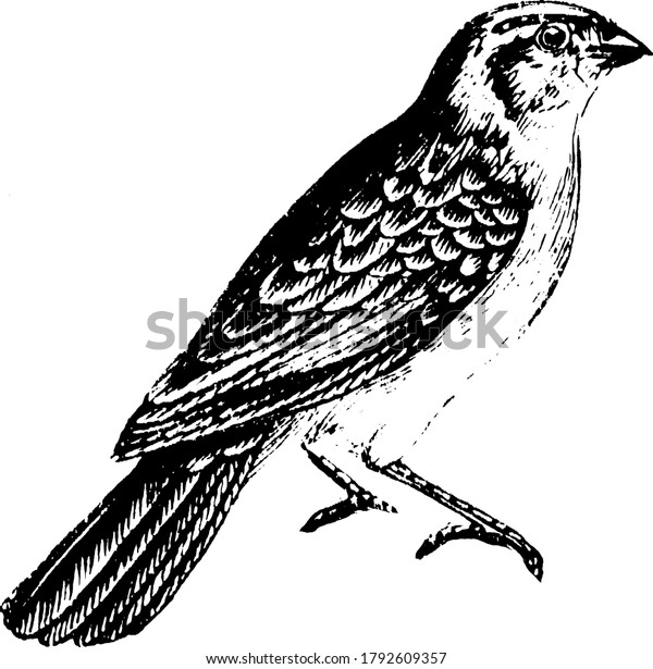 Long Drooping Tail Feathers Male Whidah Stock Vector (Royalty Free ...