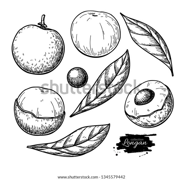 Longan Vector Drawing Hand Drawn Tropical Stock Vector (Royalty Free ...