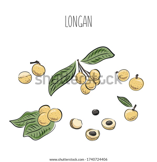Longan Vector Drawing Hand Drawn Tropical Stock Vector (Royalty Free ...