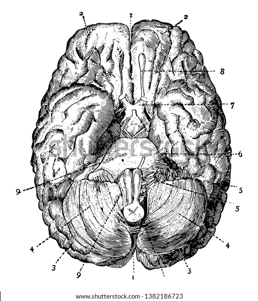 Vetor stock de Longitudinal Fissure Separating Hemispheres Vintage Line ...