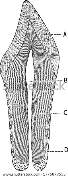 Longitudinal Section Human Tooth Parts Labelled: стоковая векторная ...