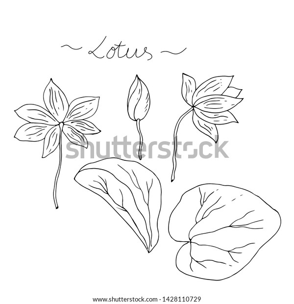 Lotus Flowers Line Drawing Vector Illustration Stock Vector (Royalty ...