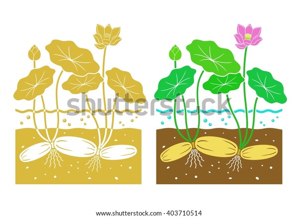 Lotus Root Leaves Lotus Flower 스톡 벡터(로열티 프리) 403710514 | Shutterstock