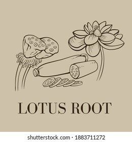 Lotus Roots Flower Vector Line Drawing Stock Vector (Royalty Free ...