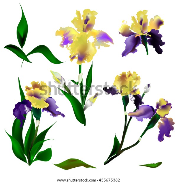 Lovely Yellow Purple Irises Vector Illustration Stock Vector (Royalty ...