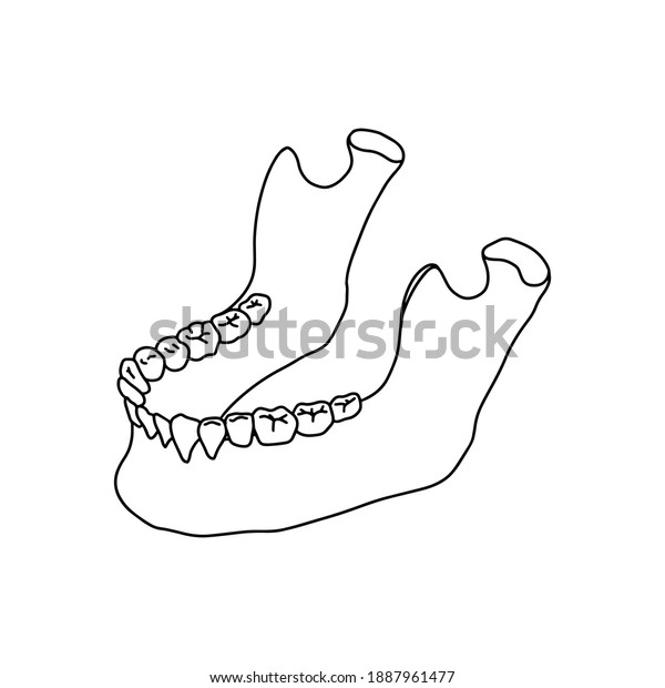 Lower Human Jaw Teeth Outline Anatomical 库存矢量图（免版税）1887961477 ...