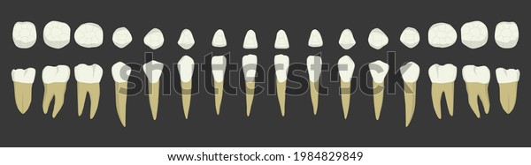 Lower Teeth Anatomy Chart Dental Vector Stock Vector (Royalty Free ...