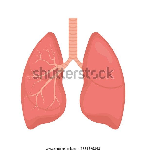 30,622 Lung Shape Images, Stock Photos & Vectors | Shutterstock