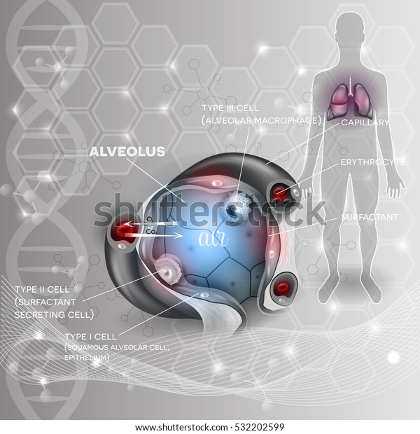 Lungs Alveolus Abstract Scientific Background Human Stock Vector ...