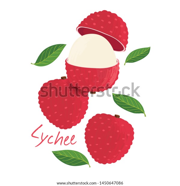 Lychee Fruit Doodle Drawings Vector Illustration Stock Vector (Royalty ...