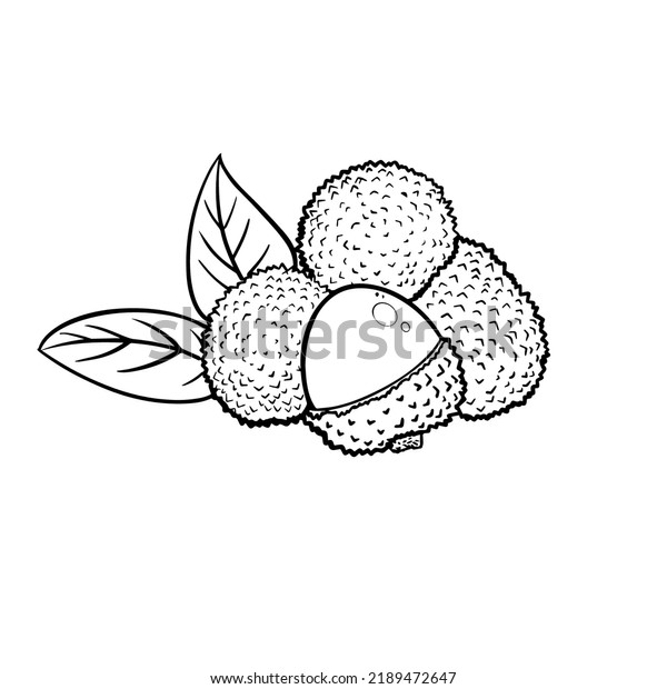 Vektor Stok Lychee Hand Drawing Illustration Black Color (Tanpa Royalti ...