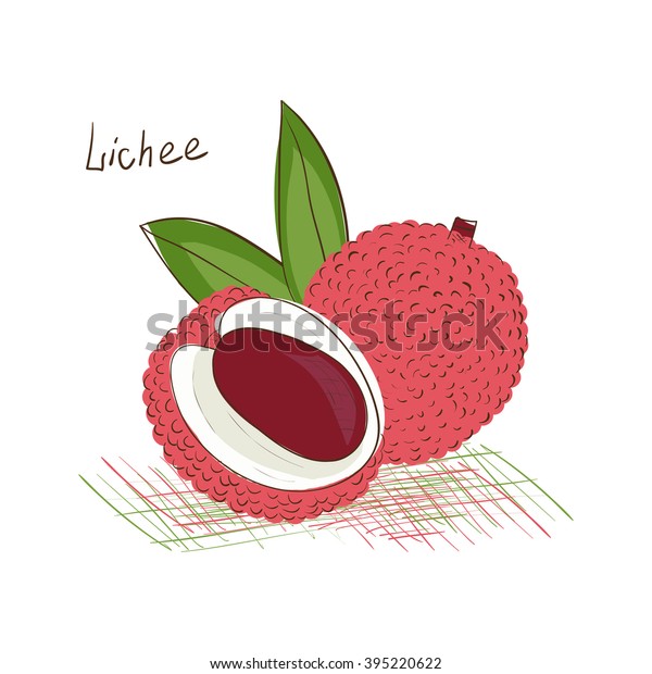 Lychee Sketch On White Background: เวกเตอร์สต็อก (ปลอดค่าลิขสิทธิ์ ...
