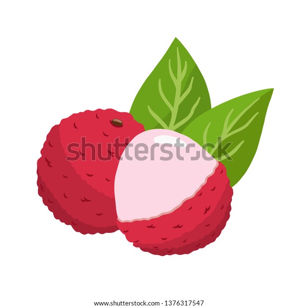 Lychee Vector Illustration Cute Litchi Stock Vector (Royalty Free ...