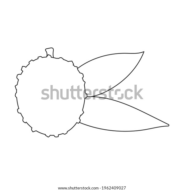 Lychee Vector Outline Icon Vector Illustration Stock Vector (Royalty ...
