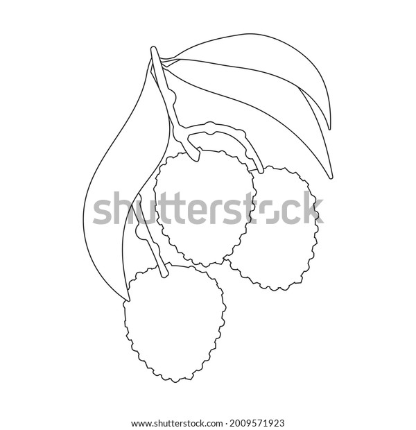 Lychee Vector Outline Icon Vector Illustration Stock Vector (Royalty ...