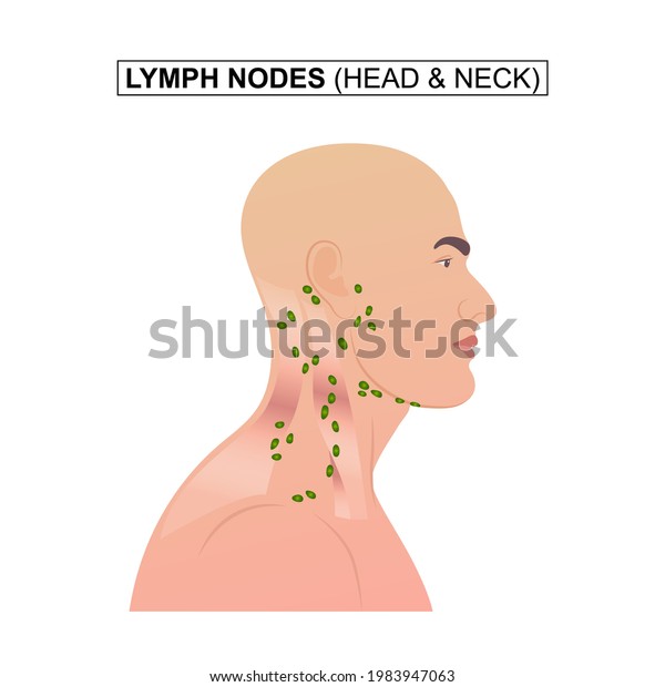 Lymph Nodes Head Neck Stock Vector (Royalty Free) 1983947063 | Shutterstock