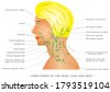 15+ Thousand Lymphatic System Royalty-Free Images, Stock Photos ...