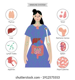 Lymphatic Immune System Concept Thymus Liver Stock Vector (Royalty Free ...