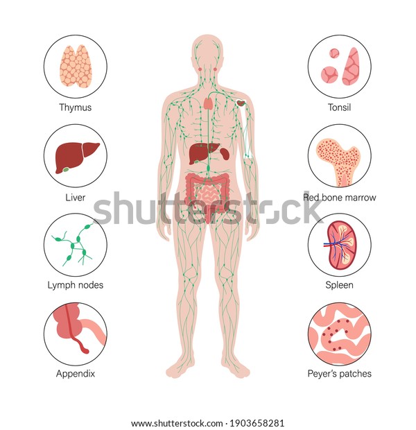 Lymphatic Immune System Concept Thymus Liver Stock Vector (Royalty Free ...