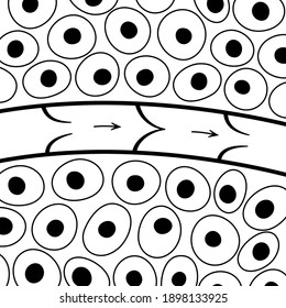 Lymphatic System Vessel Endothelial Cells Human Stock Vector (Royalty ...