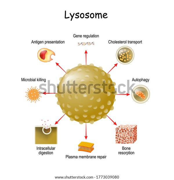 Lysosome Function Multitask Lysosome Intracellular Digestion Stock ...