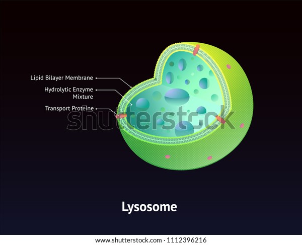 Lysosome Realistic Cross Section Isolated On: vector de stock (libre de ...