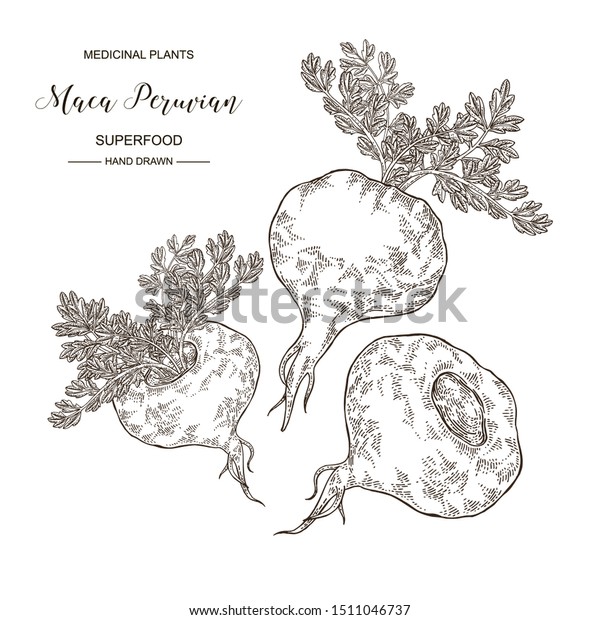 Maca Peruvian Plant Hand Drawn Root Stock Vector (Royalty Free) 1511046737