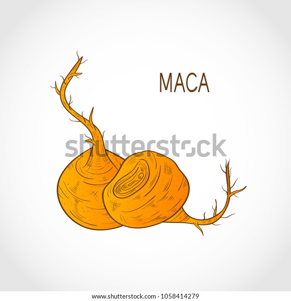 Maca Sketch Logo Emblem Stock Vector (Royalty Free) 1058414279 ...