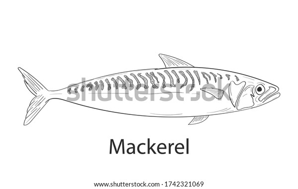 Mackerel Fishing Dodle Logo Mackerel Fish: เวกเตอร์สต็อก (ปลอดค่า ...