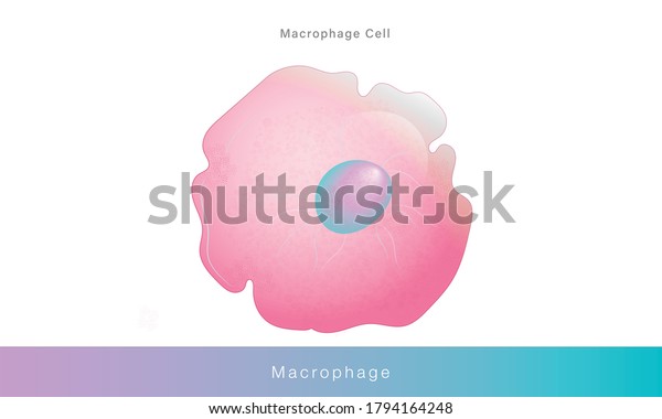 Macrophage Cell Phagocyte Involved Clearing Antigen Stock Vector ...