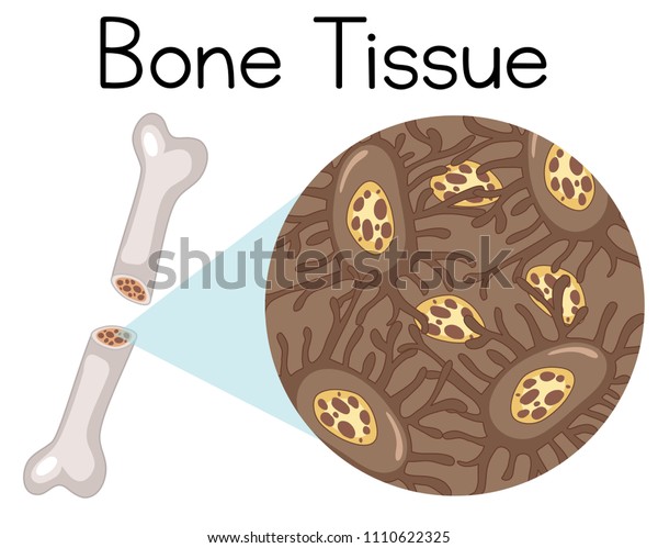 Magnified tissue inside bone illustration