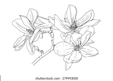 Magnolia Flowering Tree Vector Drawing Stock Vector (Royalty Free ...