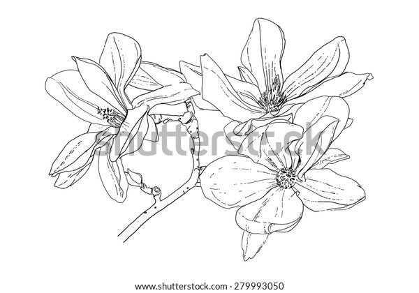 Magnolia Flowering Tree Vector Drawing Stock Vector (Royalty Free ...