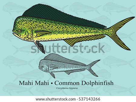 Mahi Mahi Drawing | Free download on ClipArtMag