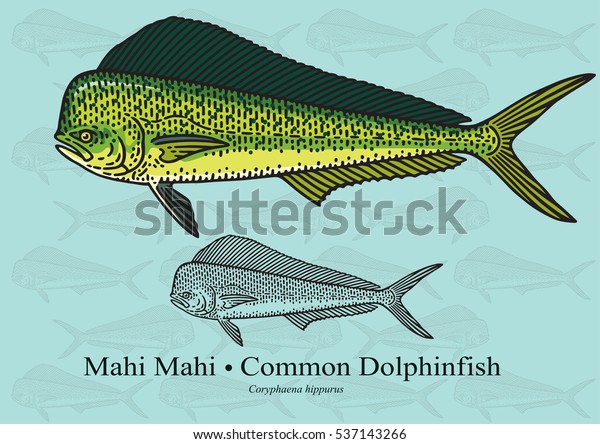 Mahi Mahi Vector Illustration Refined Details Stock Vector (Royalty ...