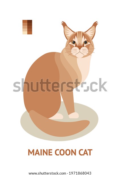 Maine Coon Cat Vector Illustration Stock Vector (Royalty Free) 1971868043