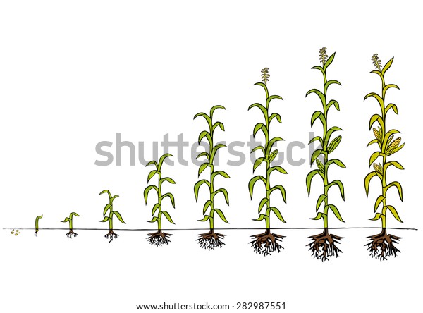 Maize Development Diagram Stages Growth Stock Vector (Royalty Free ...