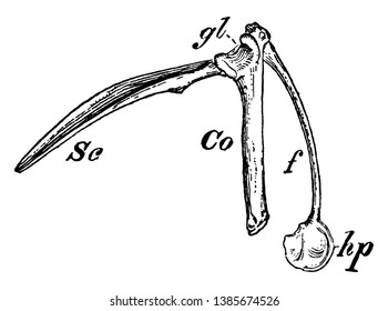 Major Function Bird Scapula Vintage Line Stock Vector (Royalty Free ...