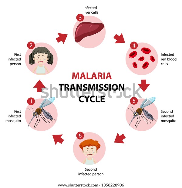 Malaria Transmission Cycle Information Infographic Illustration Stock ...