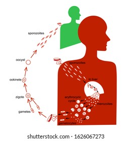Malarian Plasmodium Life Cycle Human Mosquito Stock Vector (Royalty ...