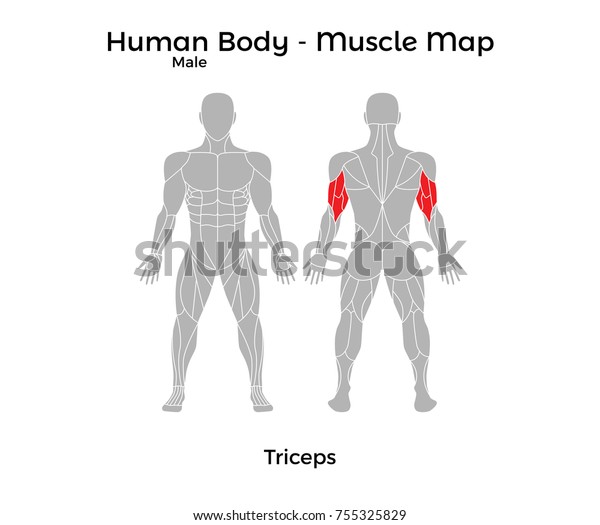 Male Human Body Muscle Map Triceps Stock-vektor (royaltyfri) 755325829 ...