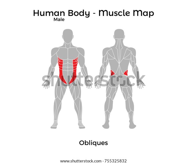 Male Human Body Muscle Map Obliques 스톡 벡터(로열티 프리) 755325832 | Shutterstock