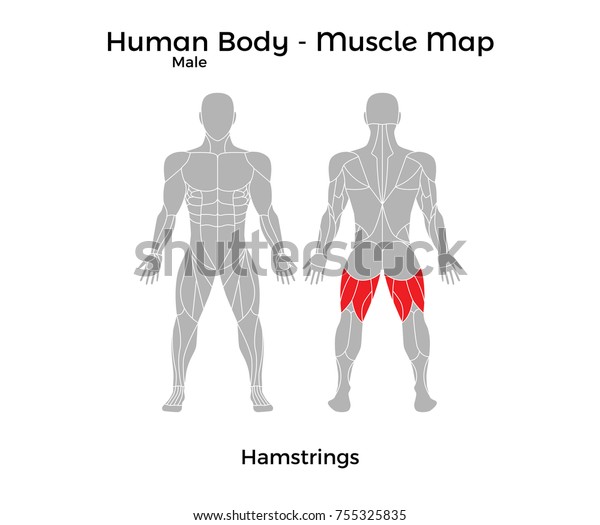 Male Human Body Muscle Map Hamstrings Stock Vector (Royalty Free ...