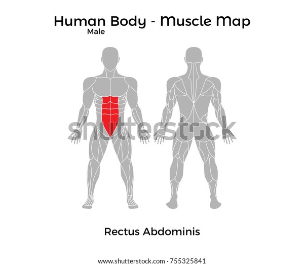 Male Human Body Muscle Map Rectus Stock Vector (Royalty Free) 755325841