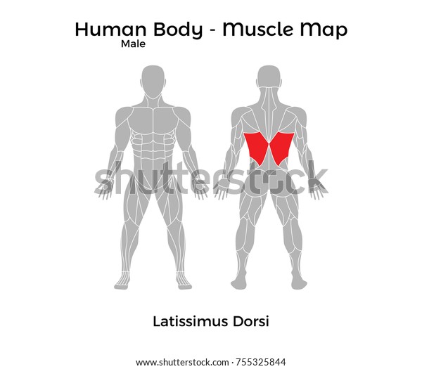 Male Human Body - Muscle map, Latissimus Dorsi. Vector Illustration ...