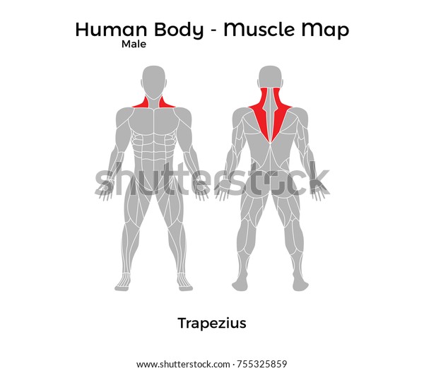 Male Human Body Muscle Map Trapezius Stock Vector (Royalty Free ...
