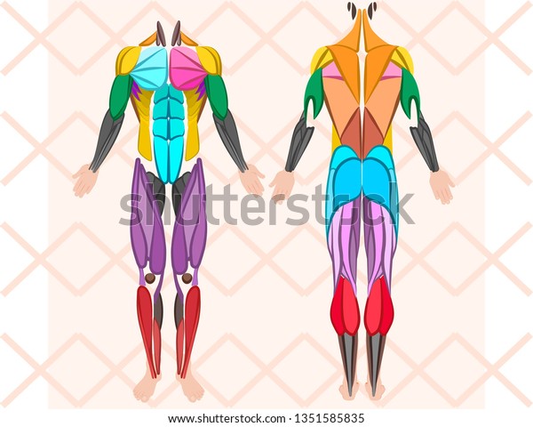 Male Muscular System Stock Vector (Royalty Free) 1351585835 | Shutterstock