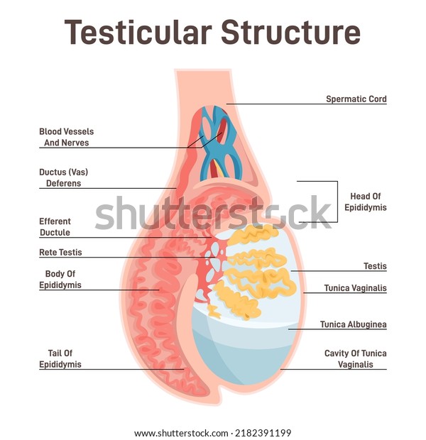 Male Reproductive System Testicular Anatomy Cross Stock Vector Royalty