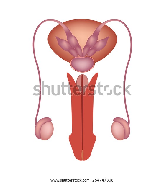 Male Reproductive System Vector Icon 0189
