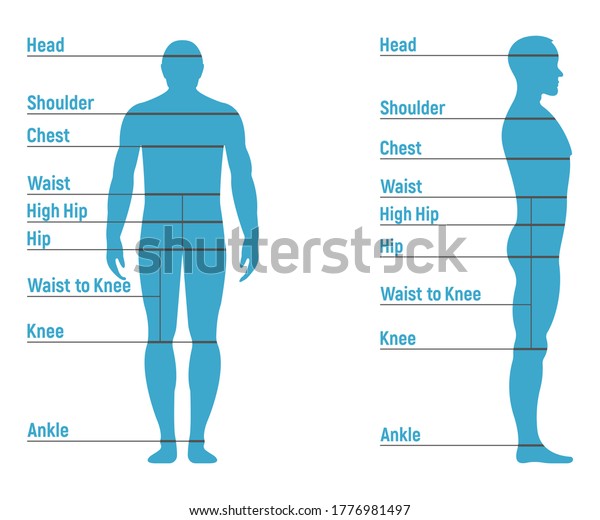 Male Size Chart Anatomy Human Character Stock Vector (Royalty Free ...